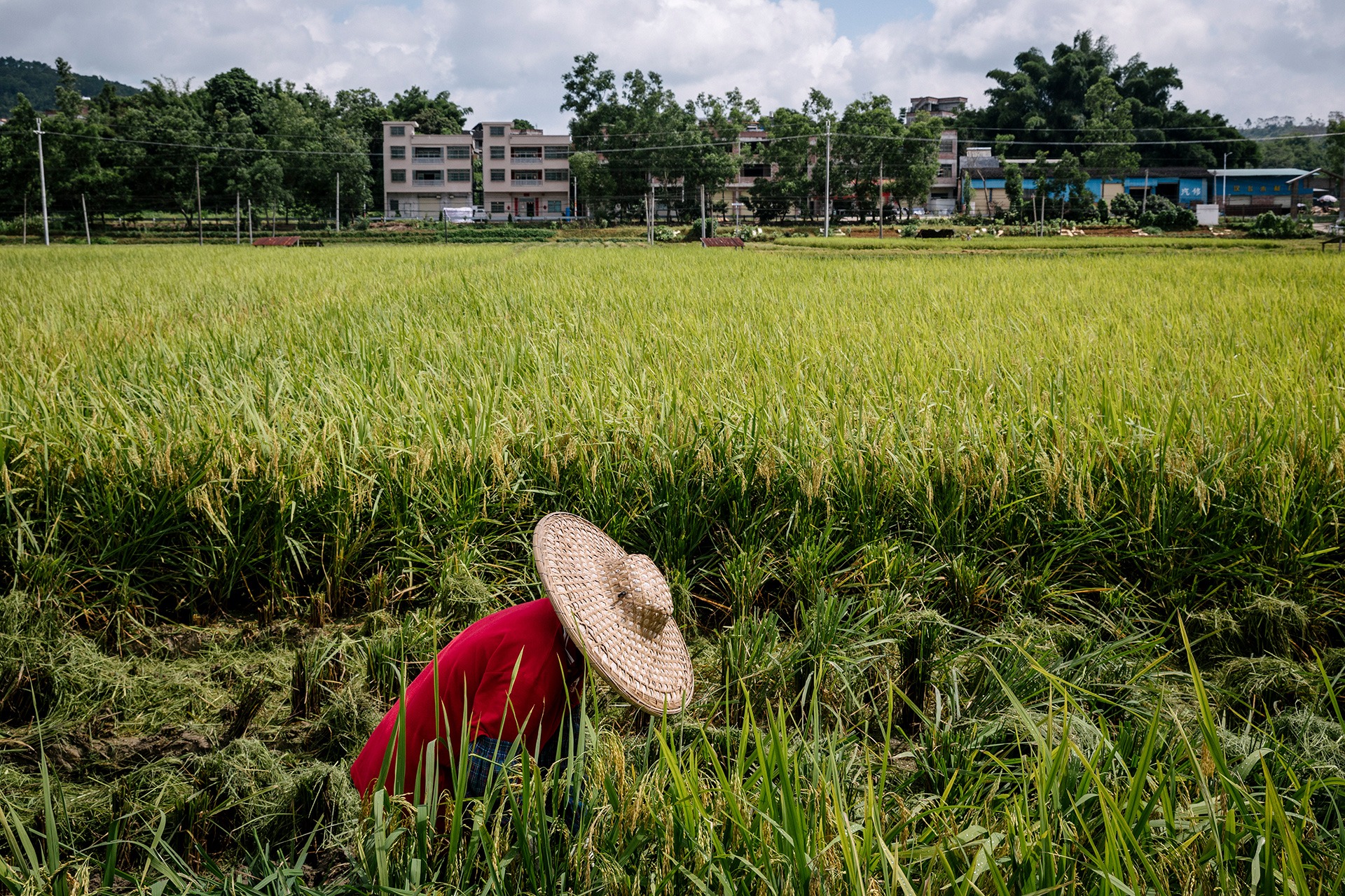 Our Efforts in China | Food Agriculture & Policy | FOLU