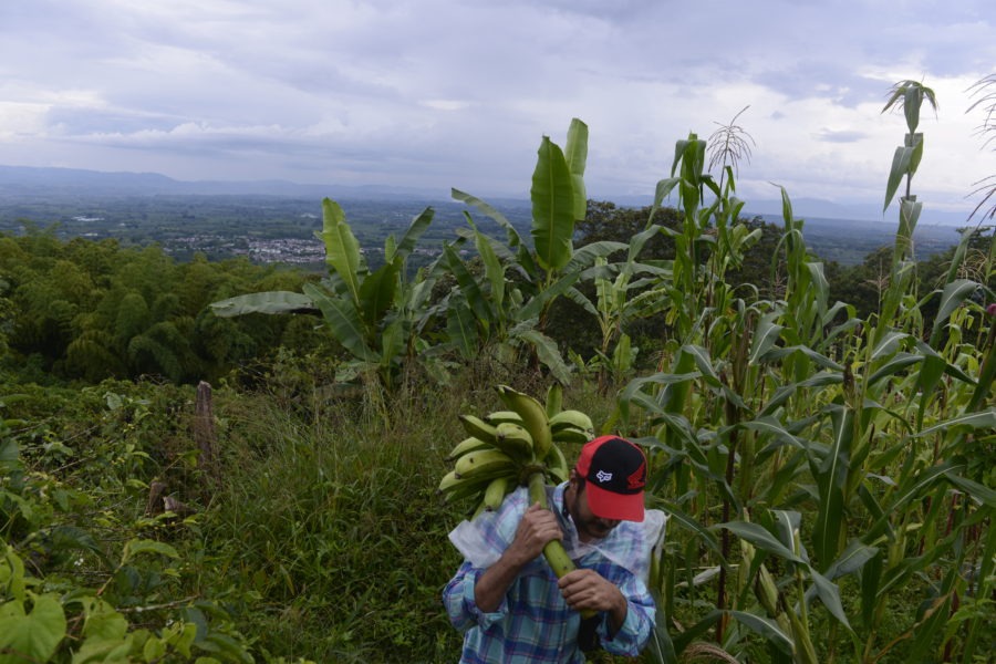 Colombian Farmers Work | Farming Methods & Production | FOLU
