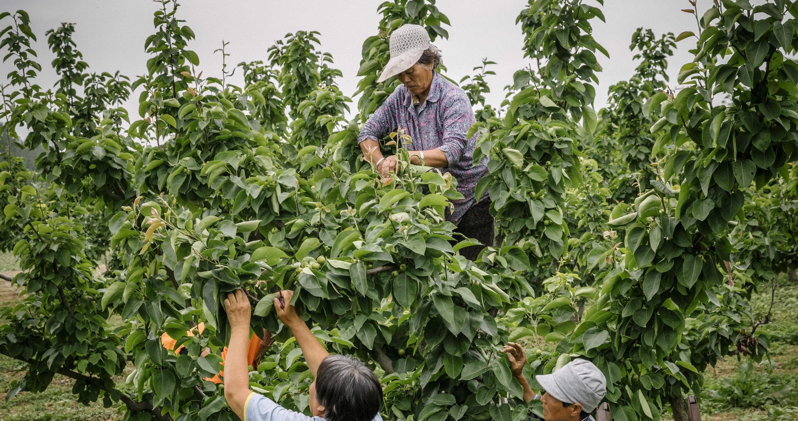 Community Land Management | Shared Harvest Farming | FOLU