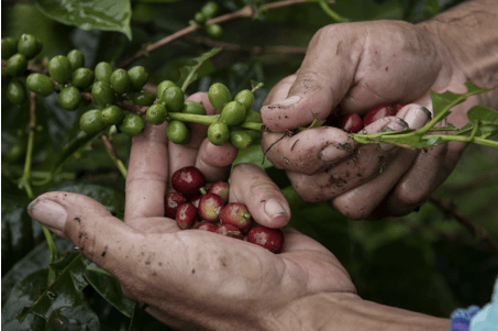 A Just Rural Transition - Food and Land Use Coalition