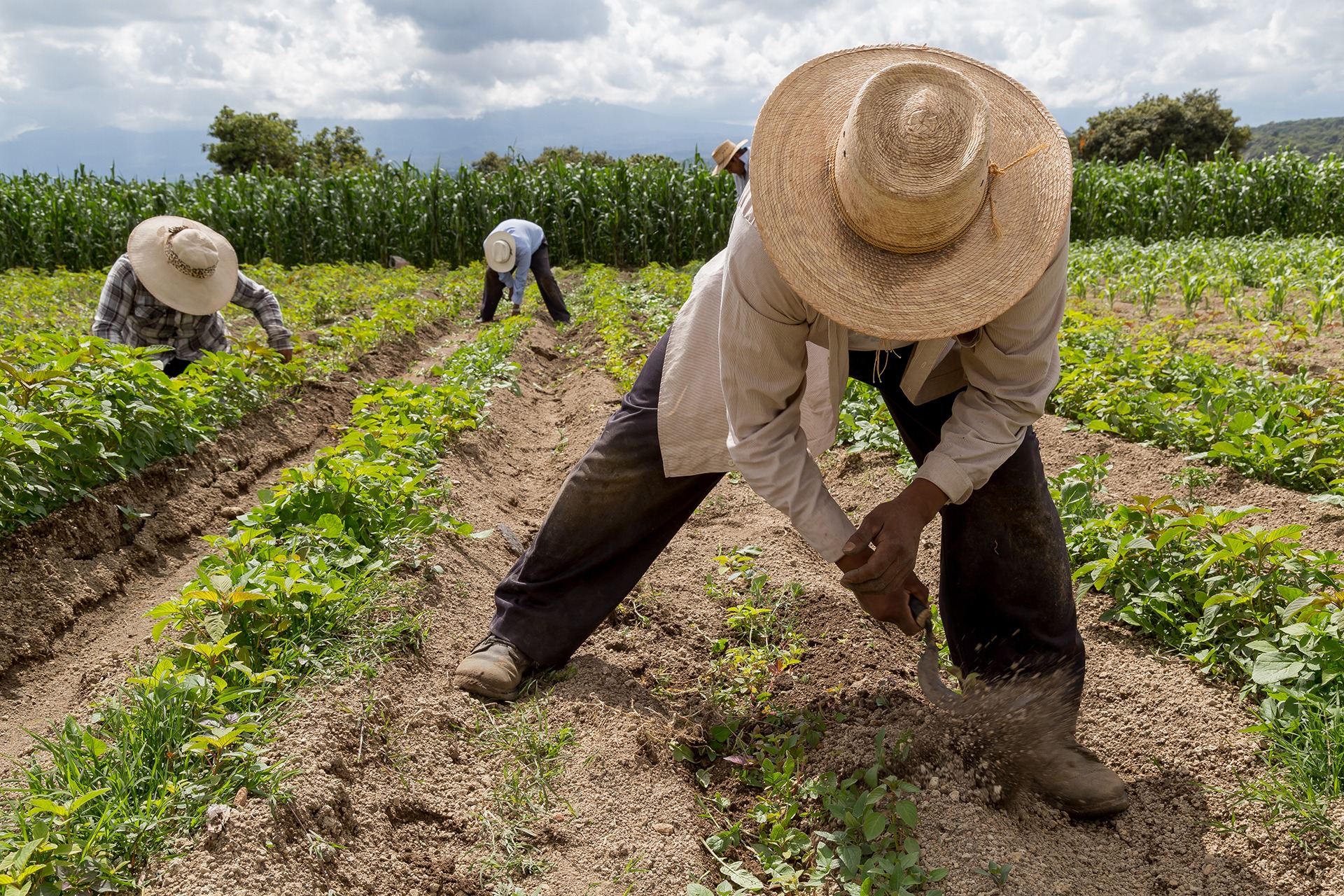 Agricultural Systems Dialogue | Global Initiatives | FOLU