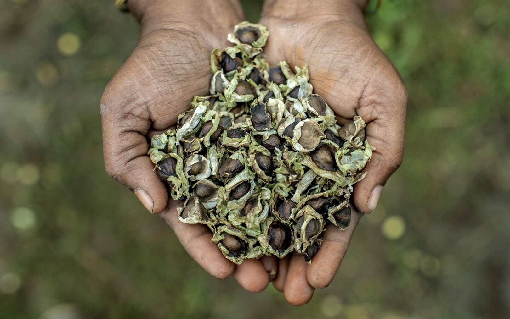 Coalition Meaning | About Us & Global Impact | FOLU