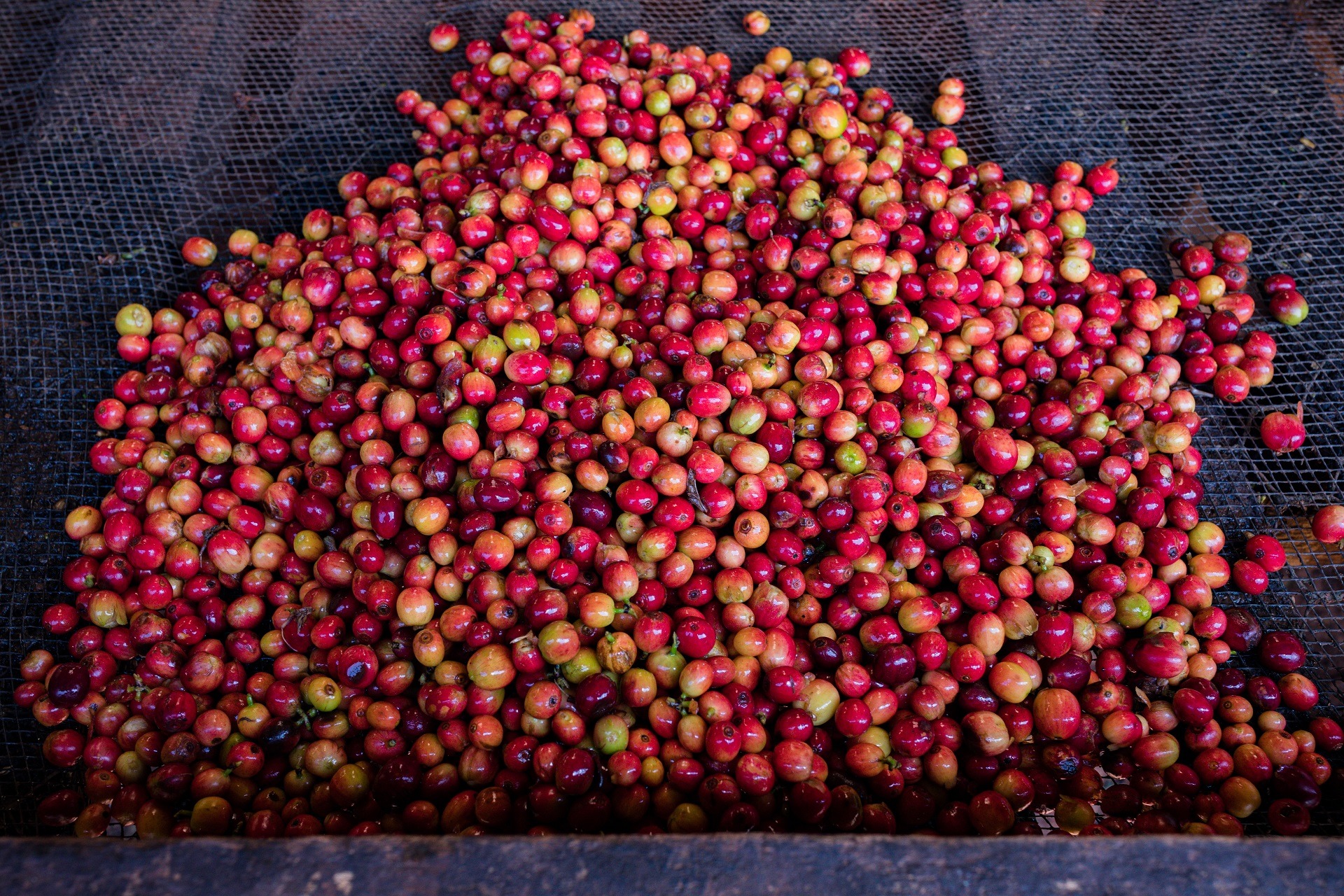 Our Efforts in Kenya | Food and Land Use Coalition